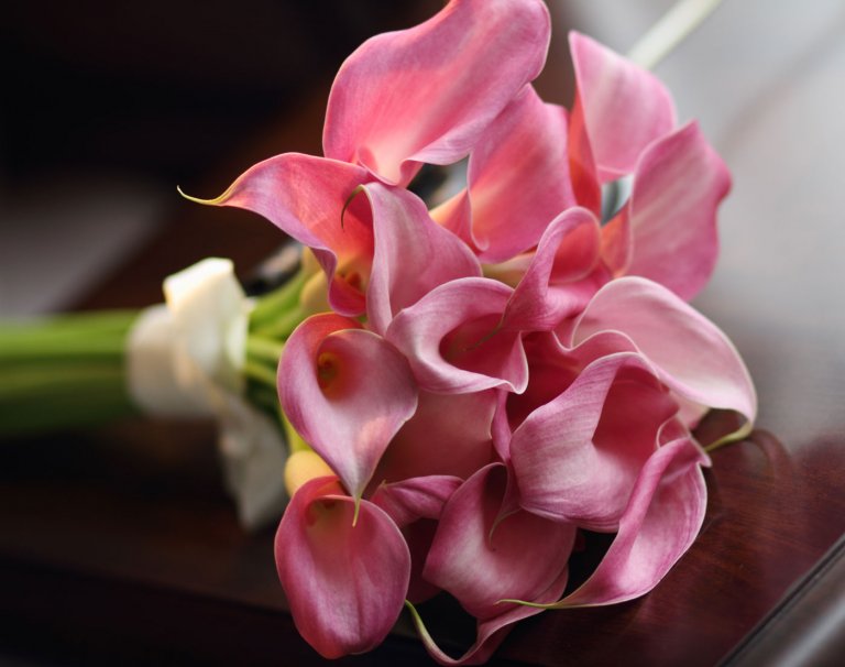 Brautstrauß mit Callas | tolle Ideen für eine herrschaftliche Blume